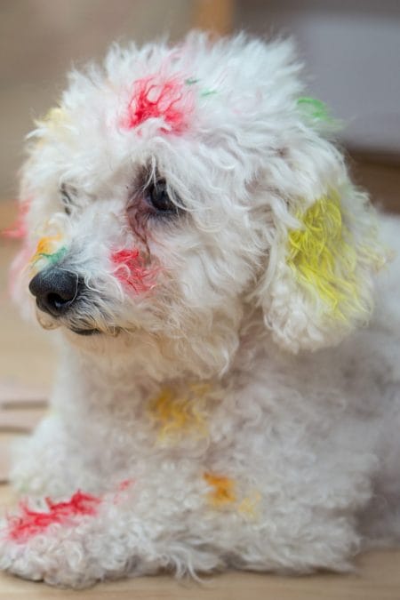 Dog Hair Dye: Take Your Furry Friend from Dull to Dazzling! - PetPress