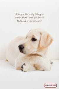 Woof-Worthy: 75 Must-Read Dog Love Quotes That Stir Emotions - PetPress