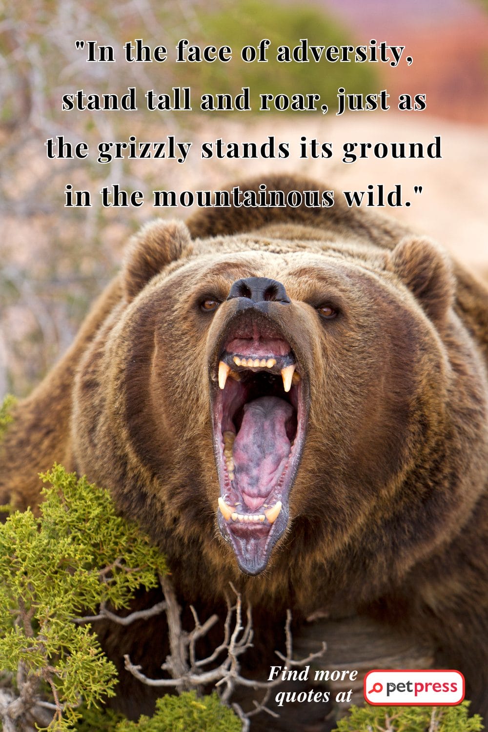 75 Ultimate Grizzly Bear Quotes: Inspiration Drawn from the Wild ...