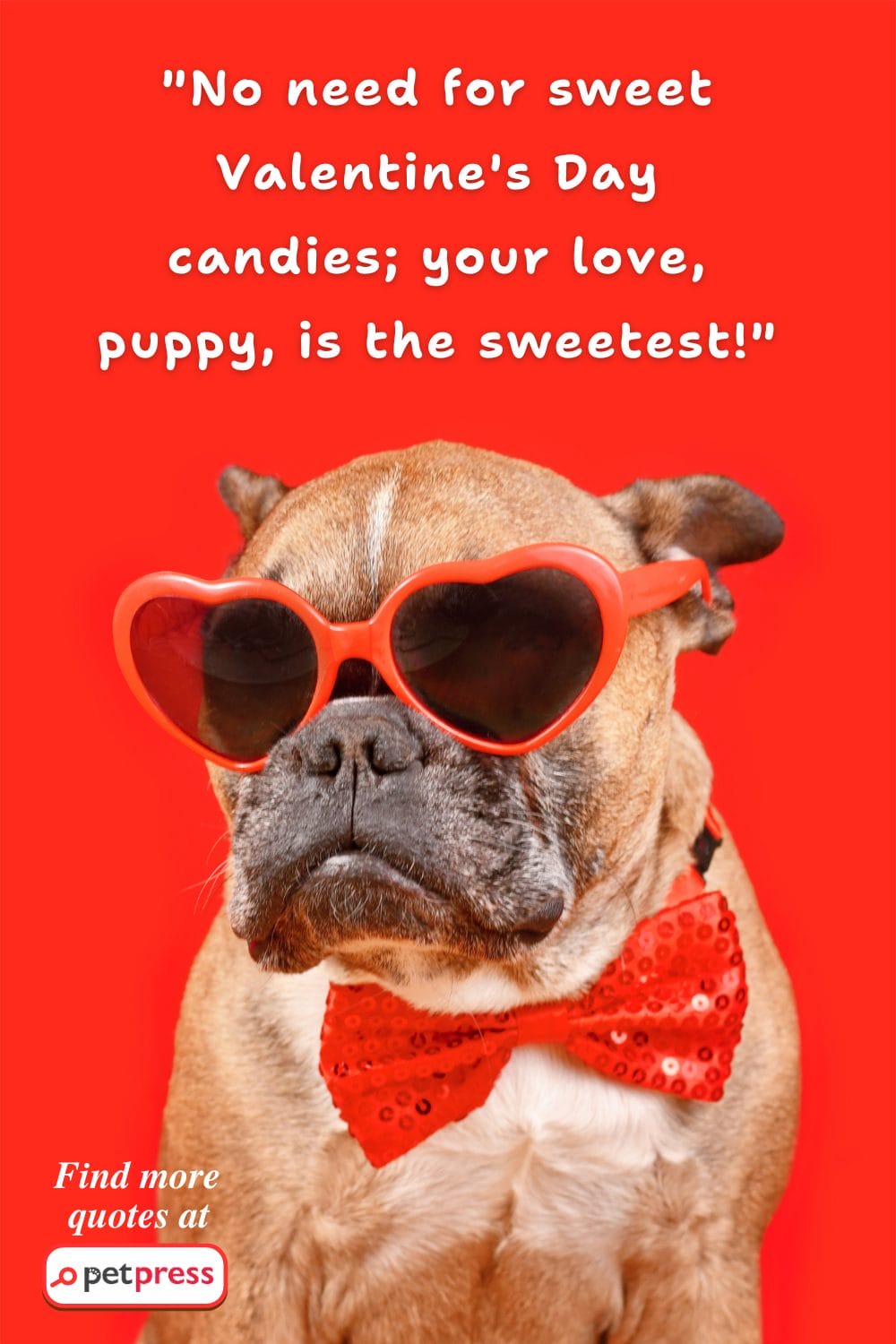 Canine Cupid: 75 Dog Valentine's Day Quotes to Make You Swoon! - PetPress