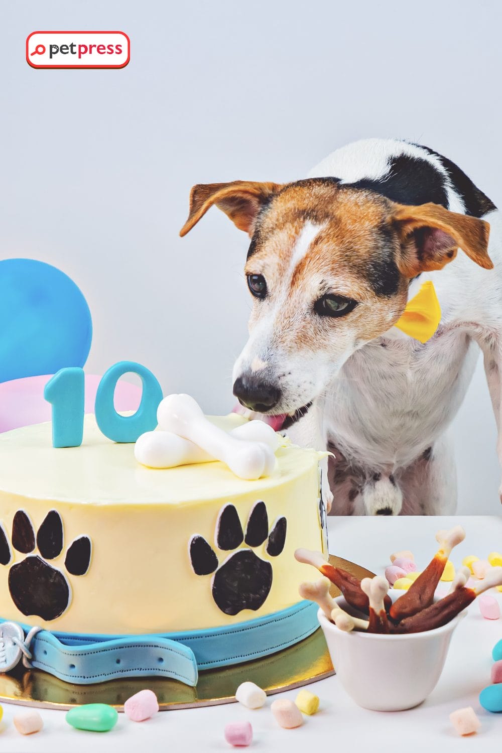 Quick & Easy: Top Simple Dog Birthday Cakes That Bark Delicious - PetPress