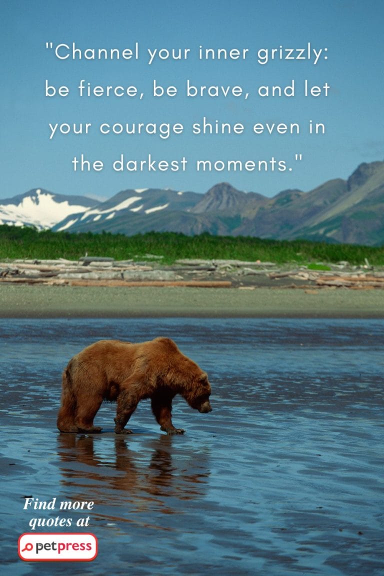 75 Ultimate Grizzly Bear Quotes: Inspiration Drawn from the Wild ...