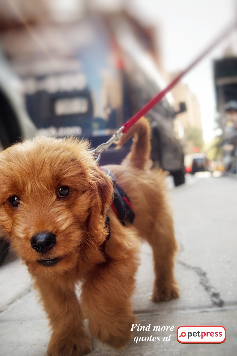 Walking the Puppy for the First Time? Exciting Tips Ahead! - PetPress