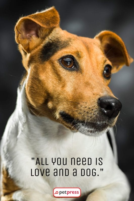 Woof-Worthy: 75 Must-Read Dog Love Quotes That Stir Emotions - PetPress