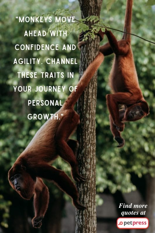 75 Monkey Inspiring Quotes That Revealed the Jungle Wisdom - PetPress