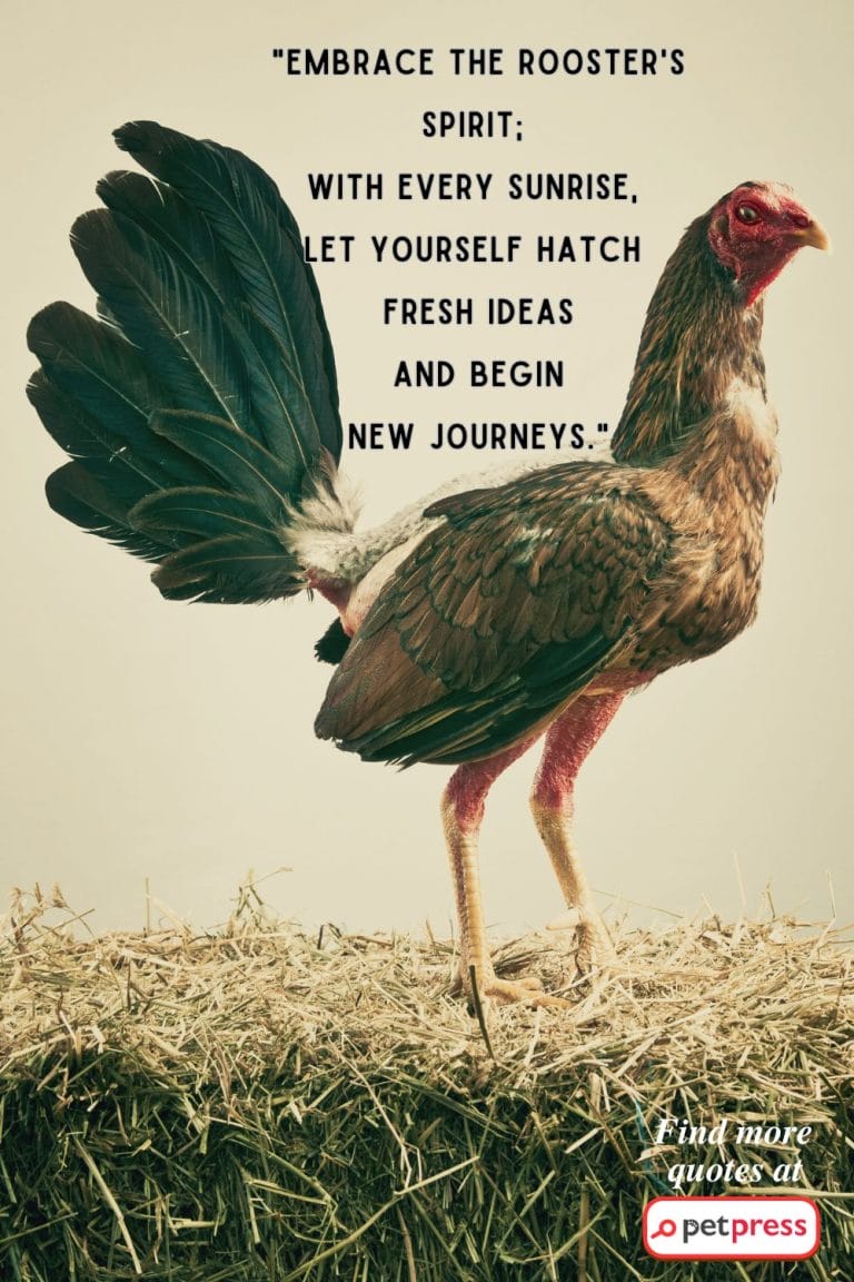 Rise & Shine: 75 Rooster Inspiring Quotes to Ignite Your Passion!