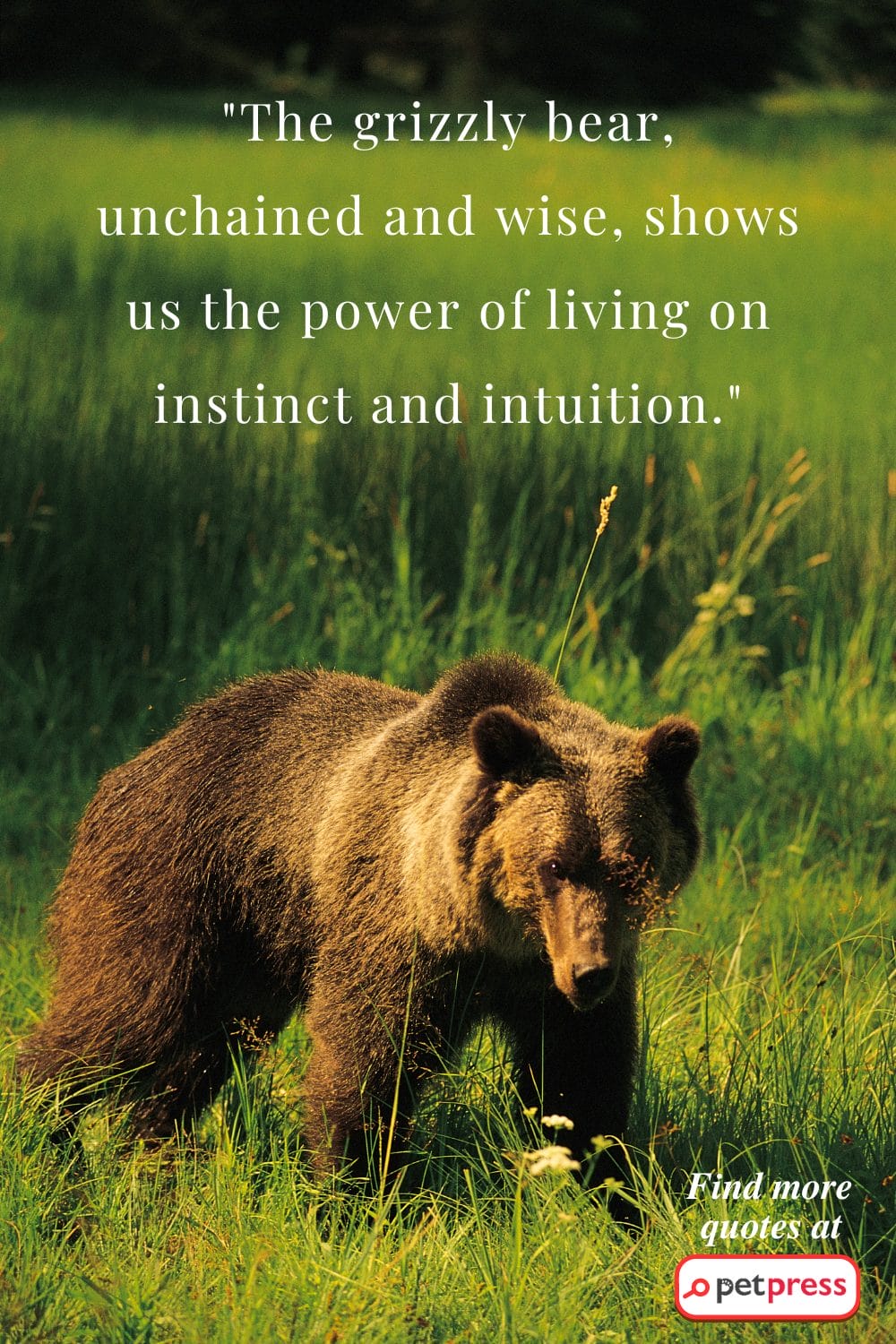75 Ultimate Grizzly Bear Quotes: Inspiration Drawn from the Wild ...