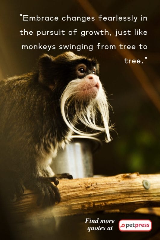 75 Monkey Inspiring Quotes That Revealed the Jungle Wisdom - PetPress