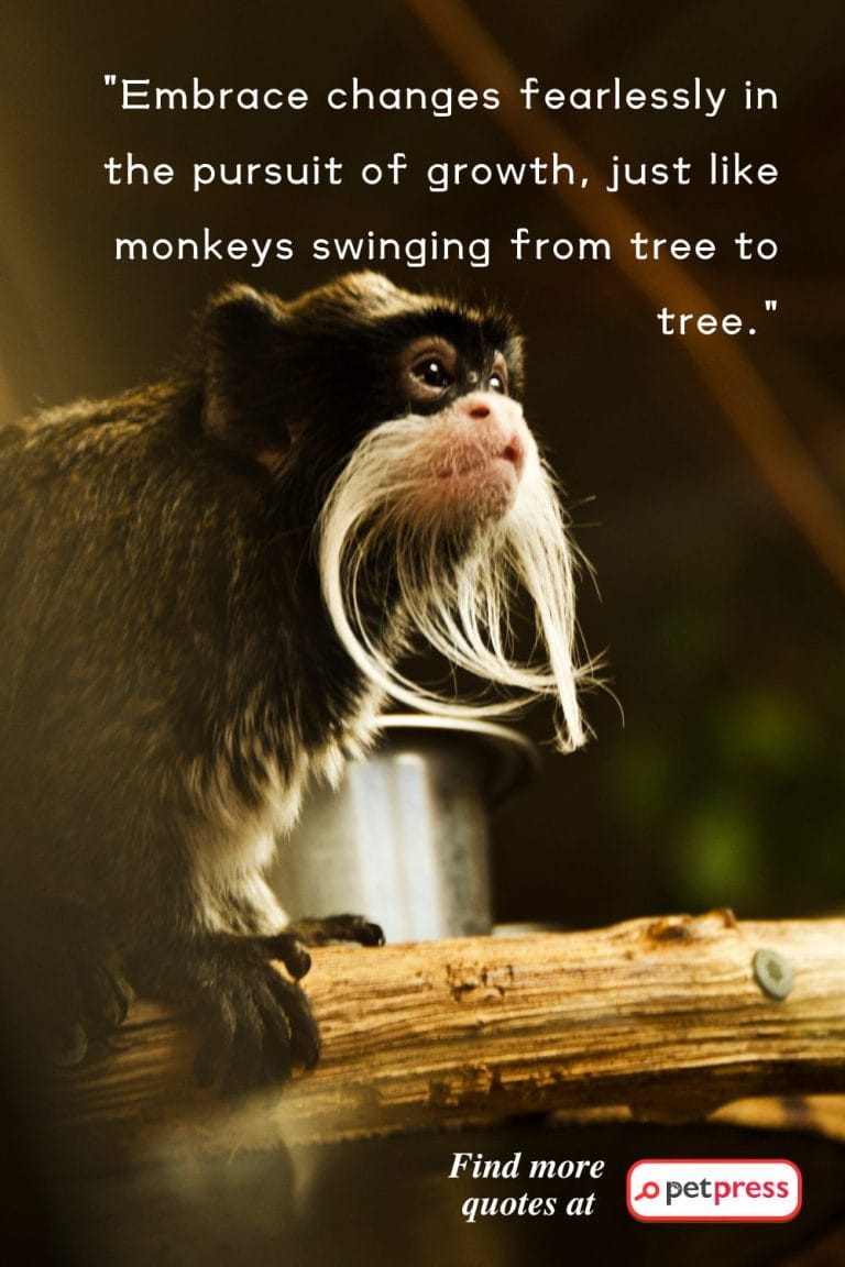 75 Monkey Inspiring Quotes That Revealed the Jungle Wisdom - PetPress