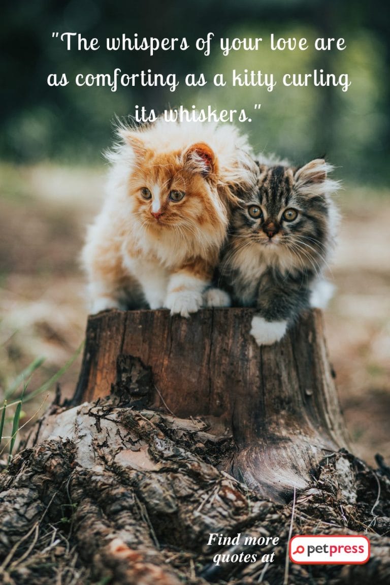 Purr-fect Love: 60 Cat Valentine's Day Quotes to Melt Your Heart ...