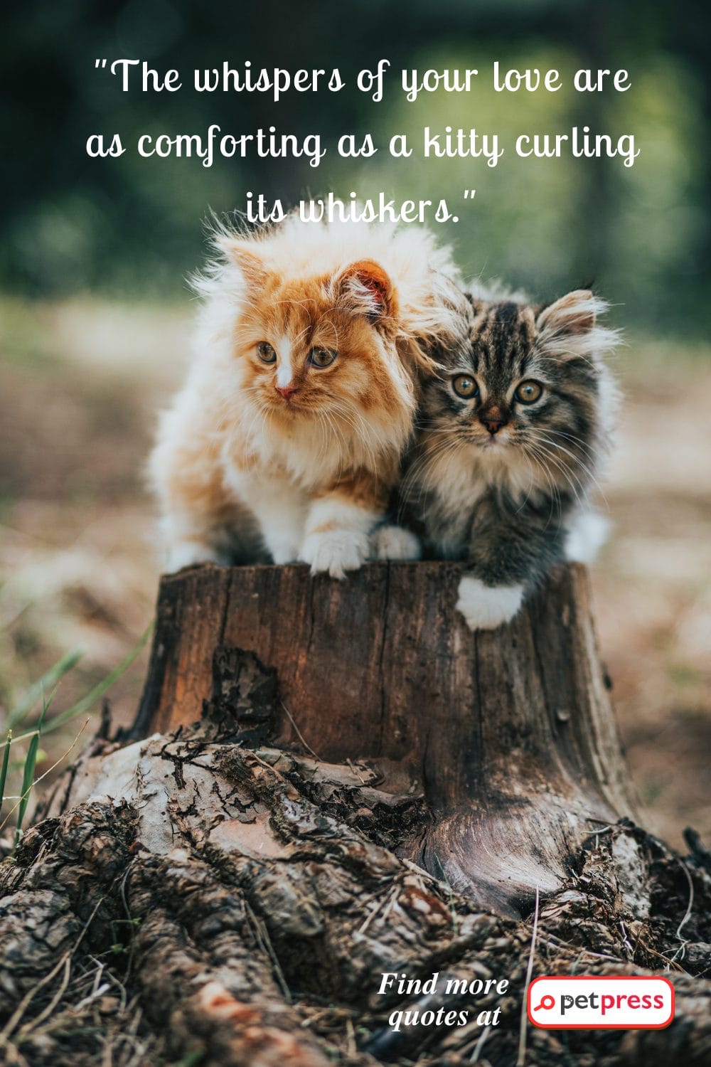 Purr-fect Love: 60 Cat Valentine's Day Quotes to Melt Your Heart ...