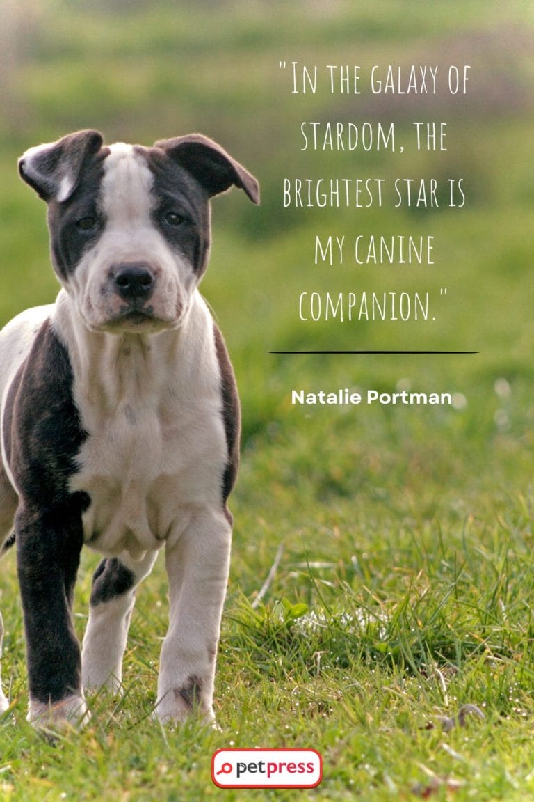 From Stars to Paws: 50 Celebrity Quotes on Dogs and Happiness - PetPress