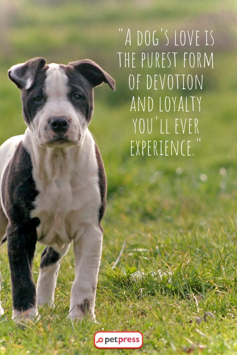 Woof-Worthy: 75 Must-Read Dog Love Quotes That Stir Emotions - PetPress