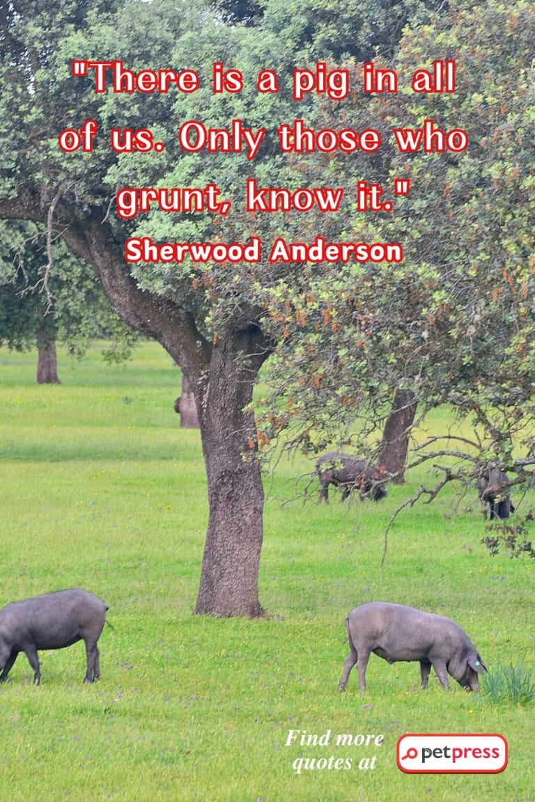 75 Inspiring Pig Quotes: Wisdom in a Squeal's Tale! - PetPress