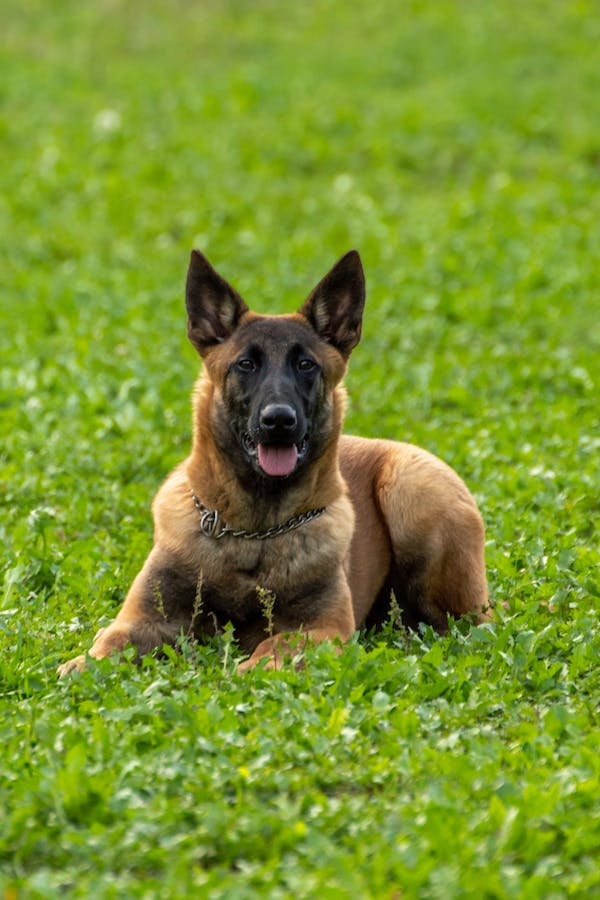 Working Paws: A Guide to the Different Types of Working Dogs
