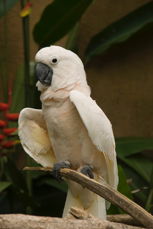 Chatty Avian Companions: 7 Remarkable Large Talking Pet Parrots