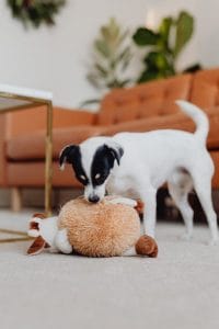 Smart Solutions: Busy Dog Owners Hacks and Tips