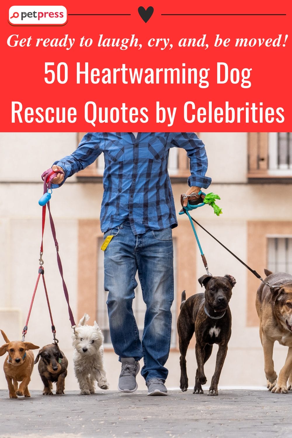50 Heartwarming Dog Rescue Quotes by Celebrities - PetPress