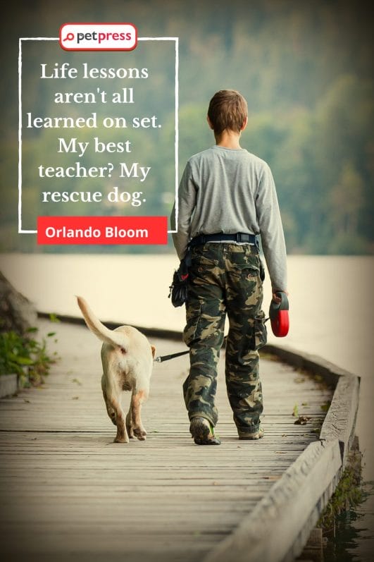 50 Heartwarming Dog Rescue Quotes by Celebrities - PetPress