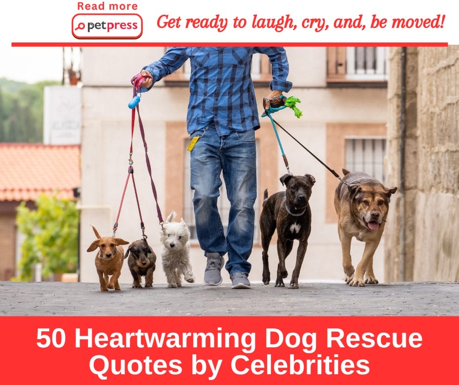 50 Heartwarming Dog Rescue Quotes by Celebrities - PetPress