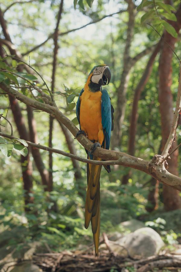 Chatty Avian Companions: 7 Remarkable Large Talking Pet Parrots