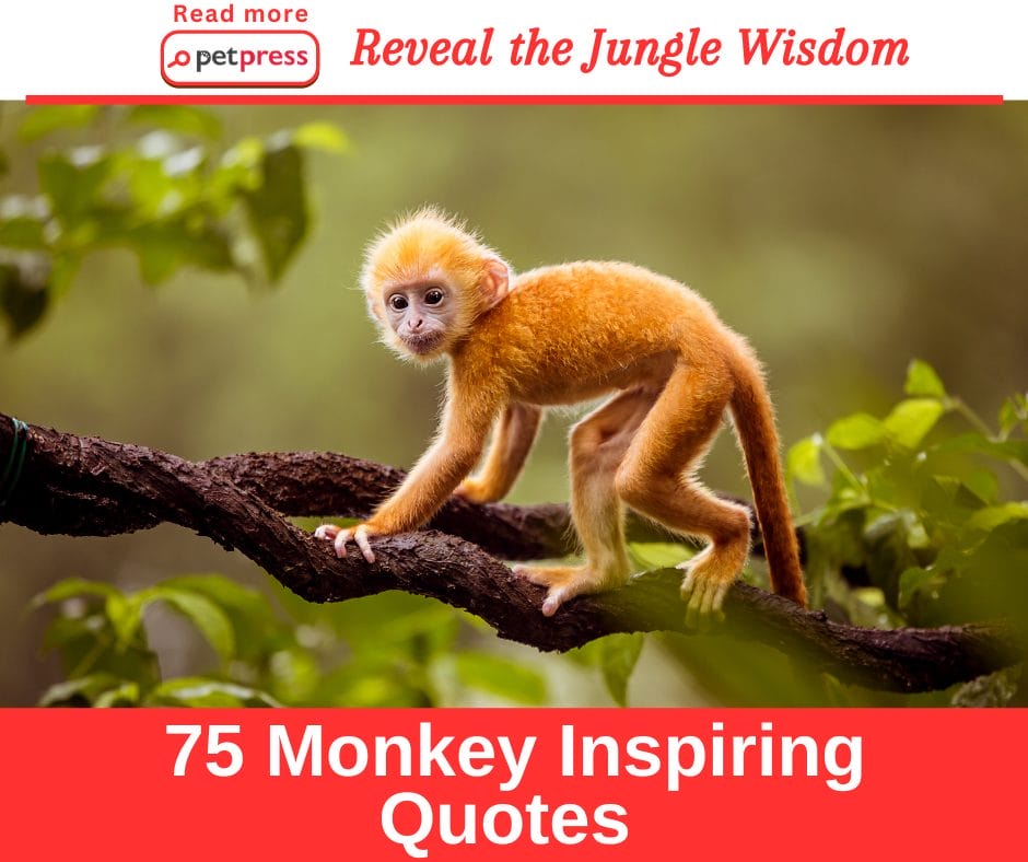 75 Monkey Inspiring Quotes That Revealed the Jungle Wisdom - PetPress