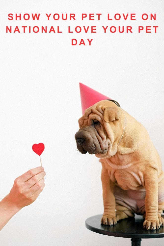 Show Your Pet Love on National Love Your Pet Day - PetPress