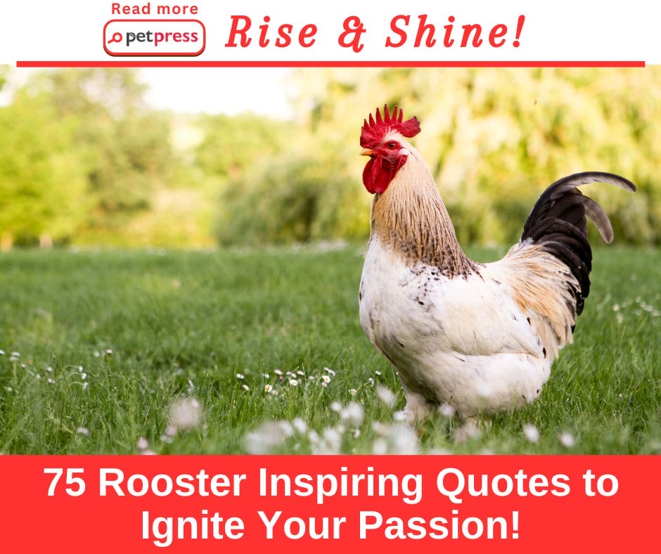 Rise & Shine: 75 Rooster Inspiring Quotes to Ignite Your Passion!