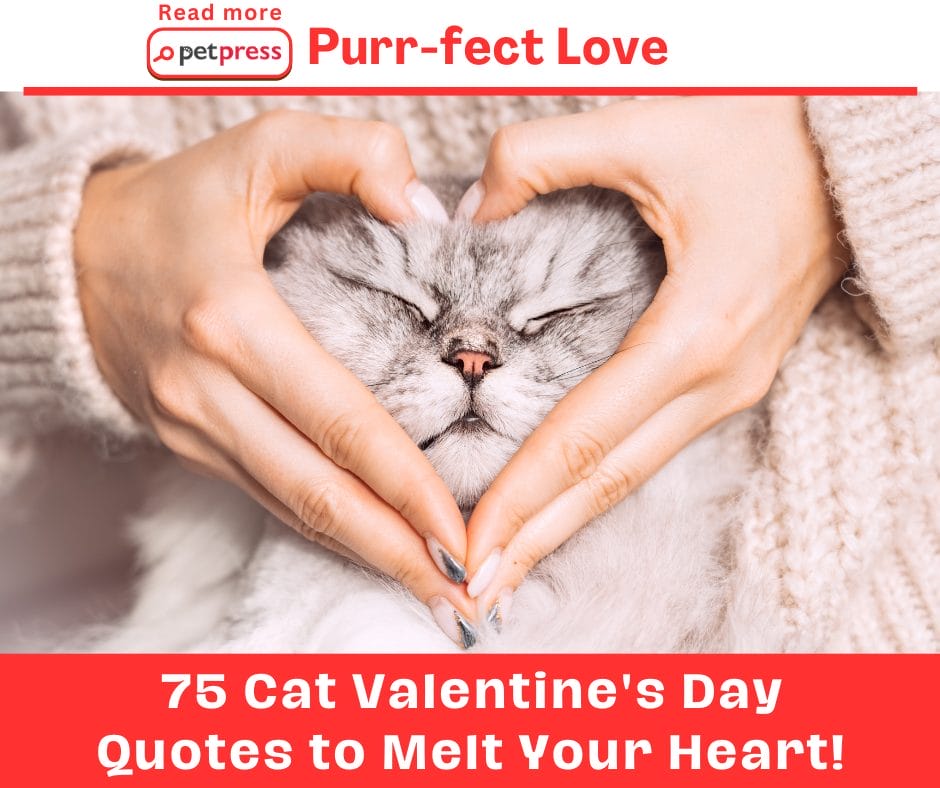 Purr-fect Love: 60 Cat Valentine's Day Quotes to Melt Your Heart ...