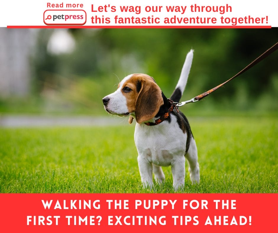 Walking the Puppy for the First Time? Exciting Tips Ahead! - PetPress
