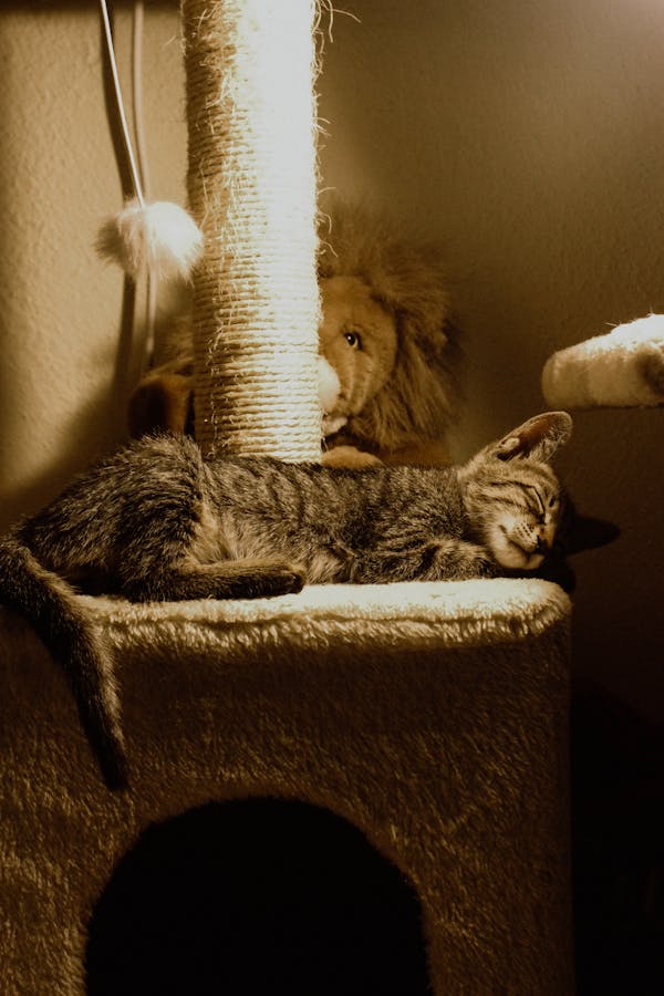 The Cat Sleep Cycle: Understanding Feline Rest Patterns