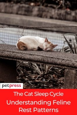 The Cat Sleep Cycle: Understanding Feline Rest Patterns