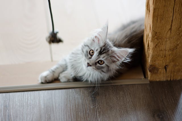 5 Common Cat Ailments: Recognizing Signs and Treatment
