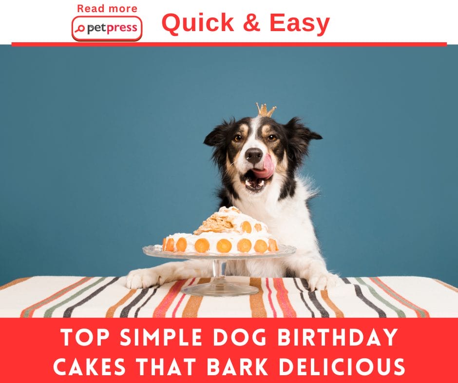 Quick & Easy: Top Simple Dog Birthday Cakes That Bark Delicious - PetPress