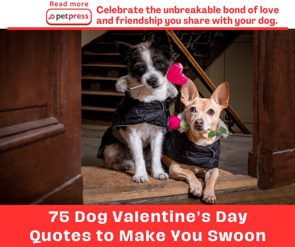 Canine Cupid: 75 Dog Valentine's Day Quotes to Make You Swoon! - PetPress