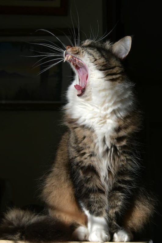 Flehmen Response in Cats: What It Is and Why It Matters