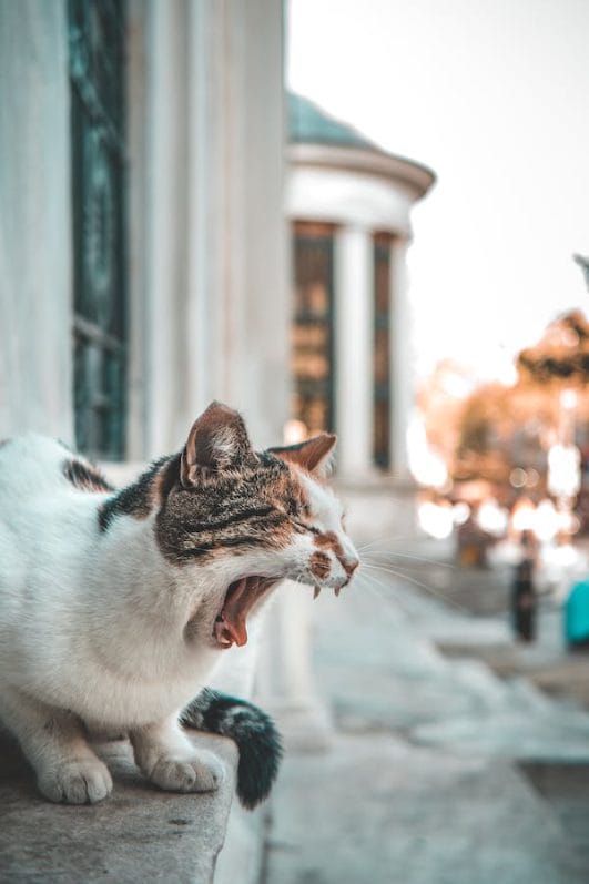 Flehmen Response in Cats: What It Is and Why It Matters