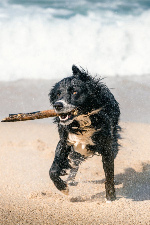 Hybrid Dog Breeds: Purposefully Bred for Specialized Tasks