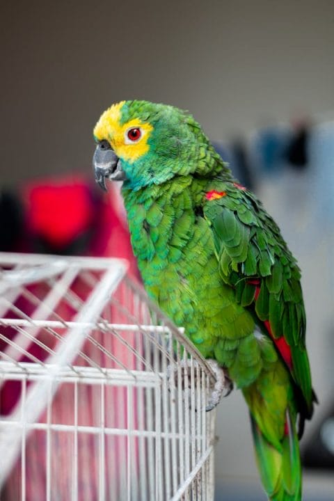 Chatty Avian Companions: 7 Remarkable Large Talking Pet Parrots