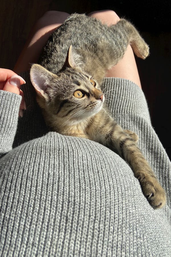 Mythbusting Cat Care - Separating Fact from Fiction