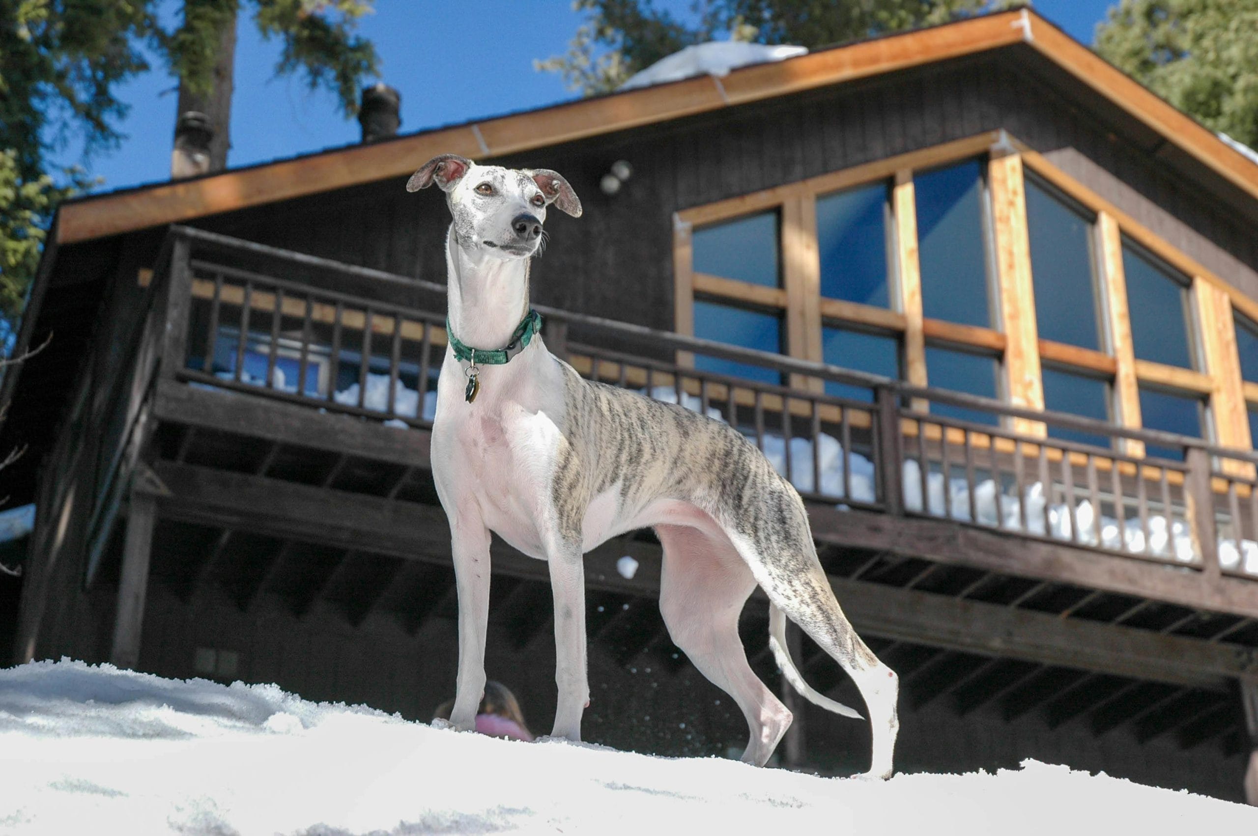 National Whippet Day: National Celebration of Whippets - PetPress