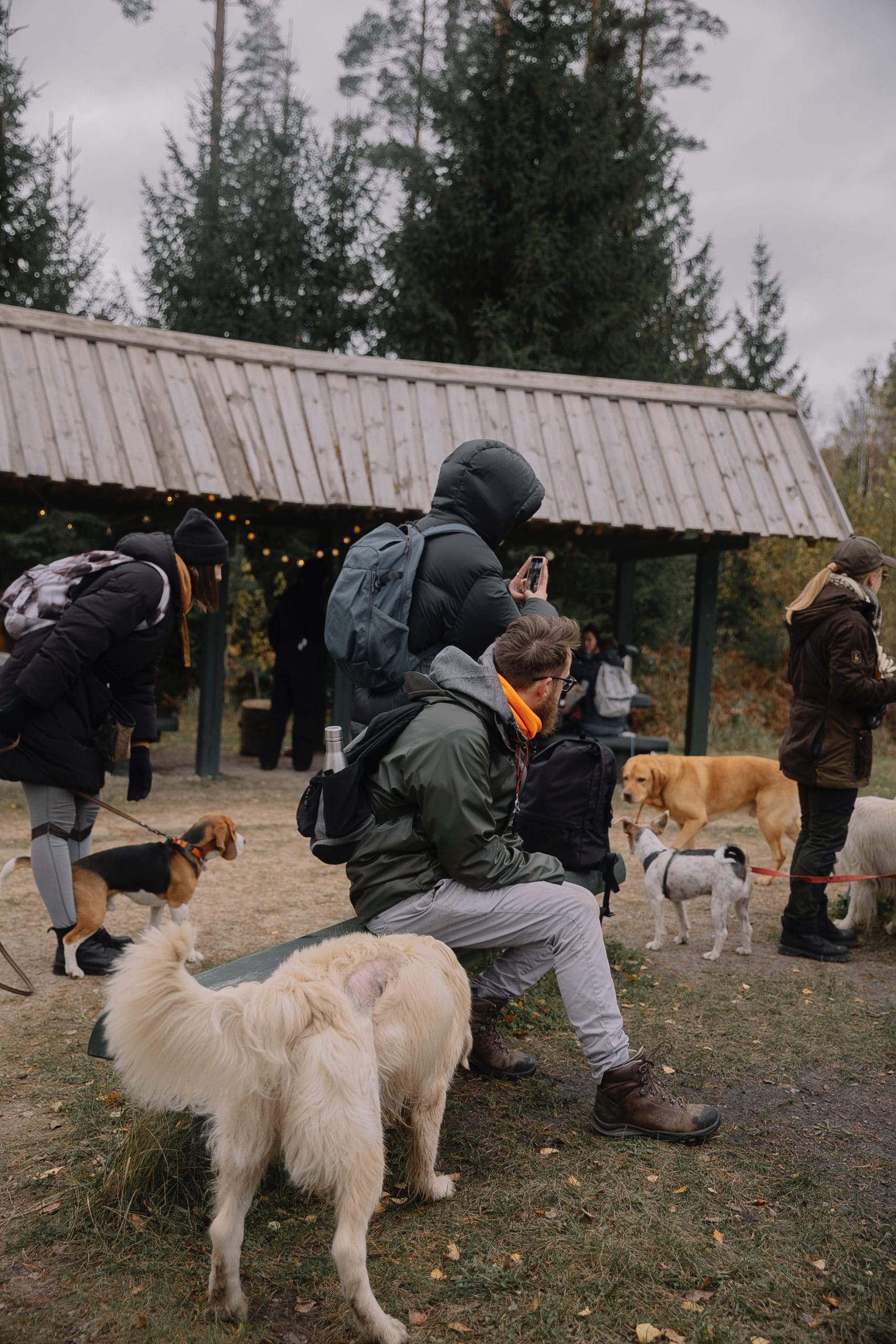 Unleash the Safety: Celebrating Safety Pup Day in Pawsome Style! - PetPress