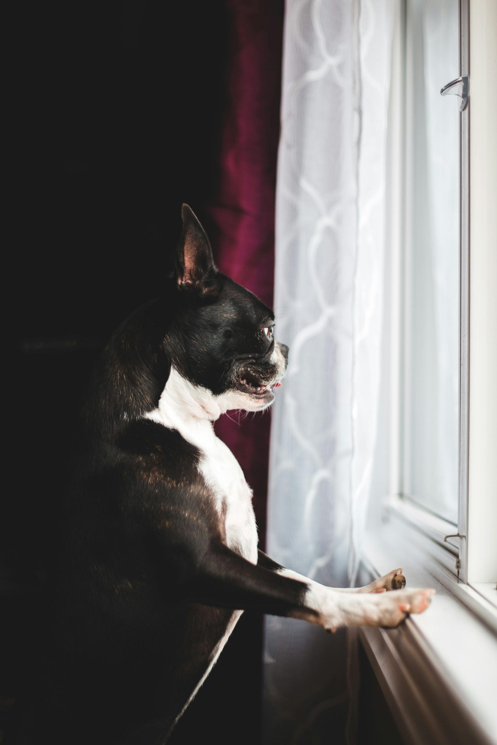 Mark Your Calendar for National Boston Terrier Day! - PetPress