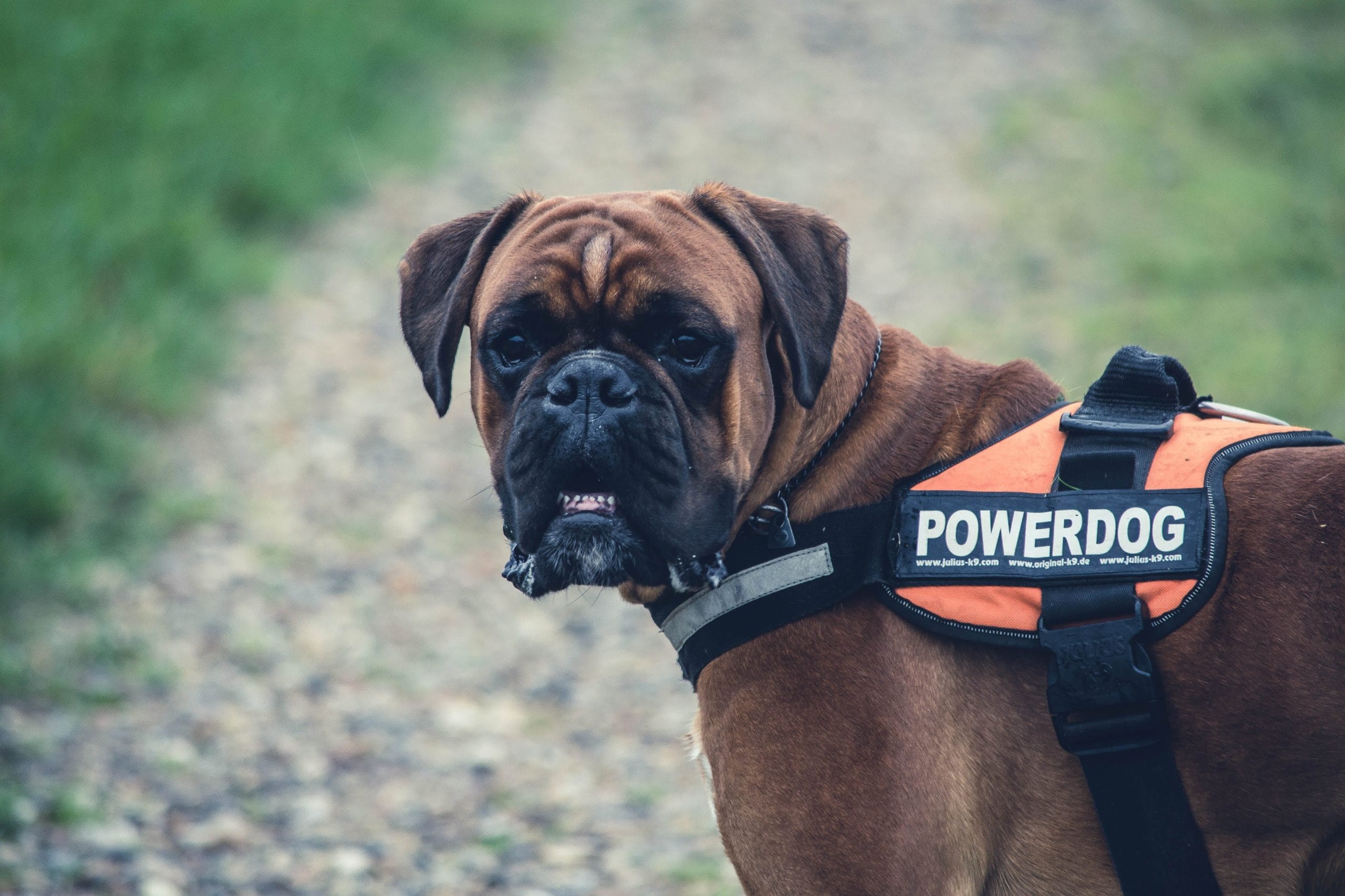 Unleash the Safety: Celebrating Safety Pup Day in Pawsome Style! - PetPress