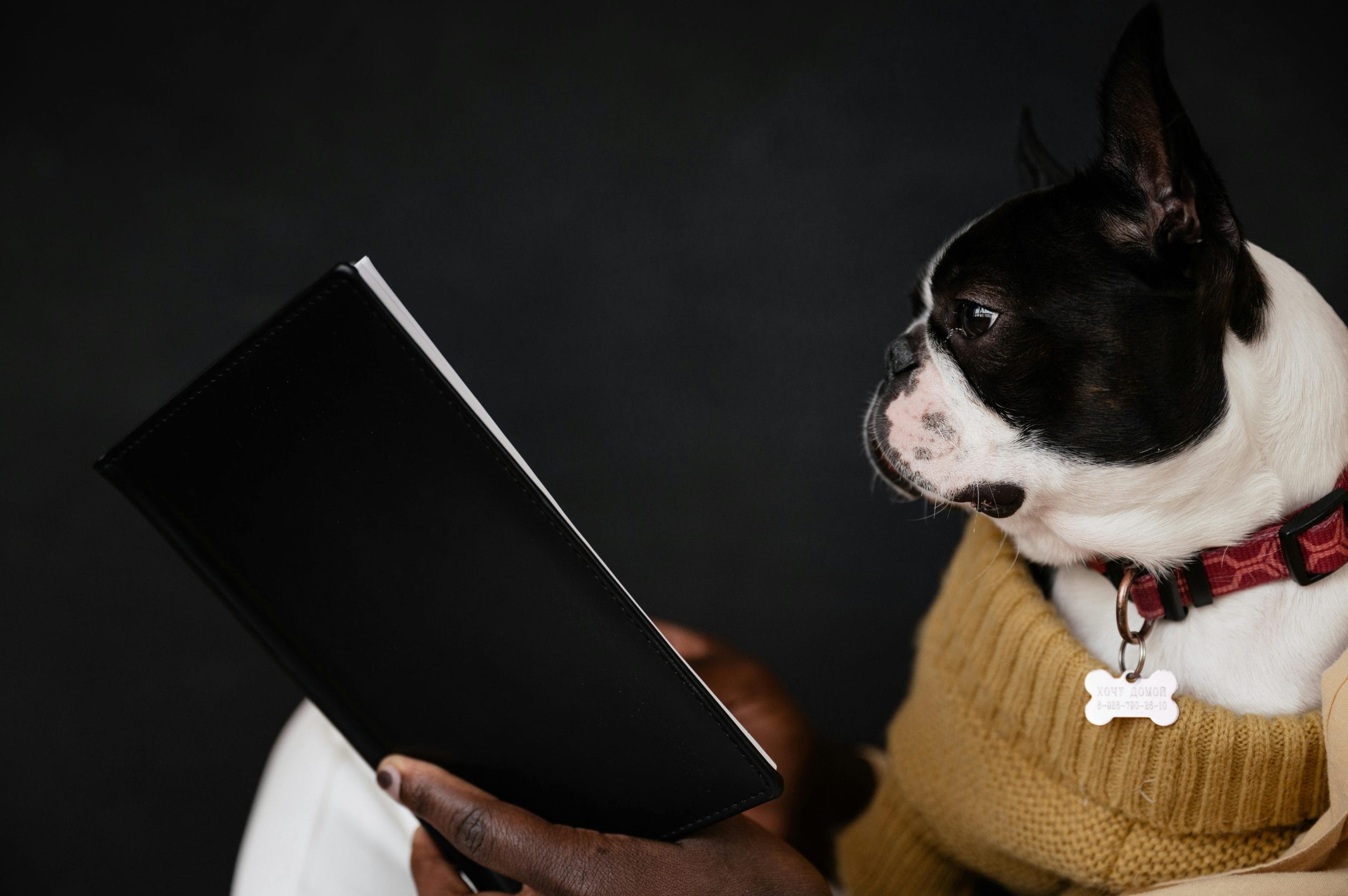 Mark Your Calendar for National Boston Terrier Day! - PetPress