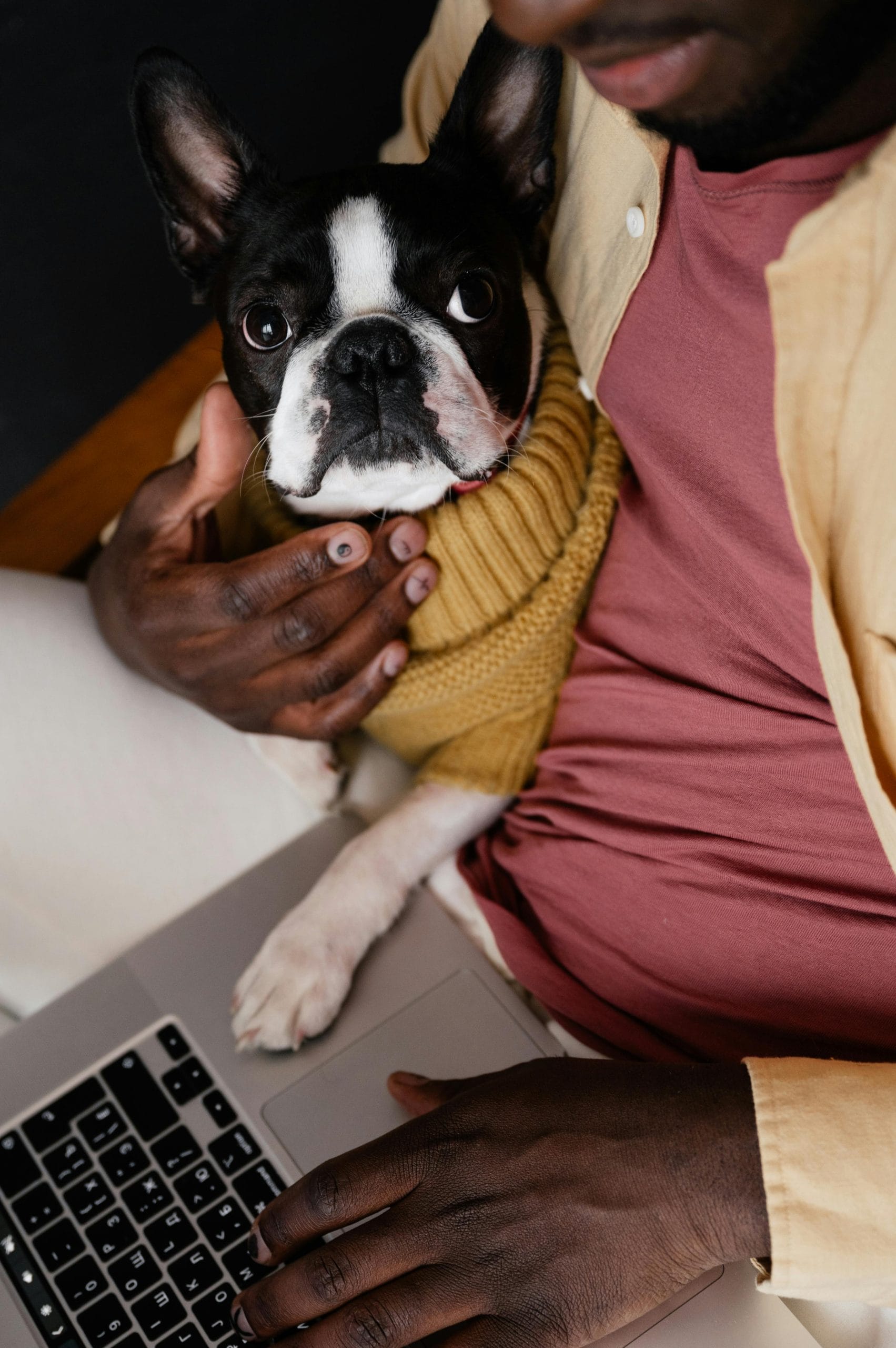 Mark Your Calendar for National Boston Terrier Day! - PetPress