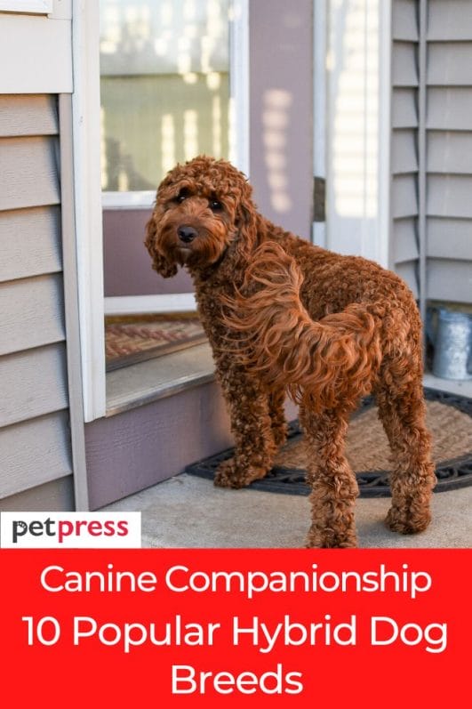 Canine Companionship: 10 Popular Hybrid Dog Breeds