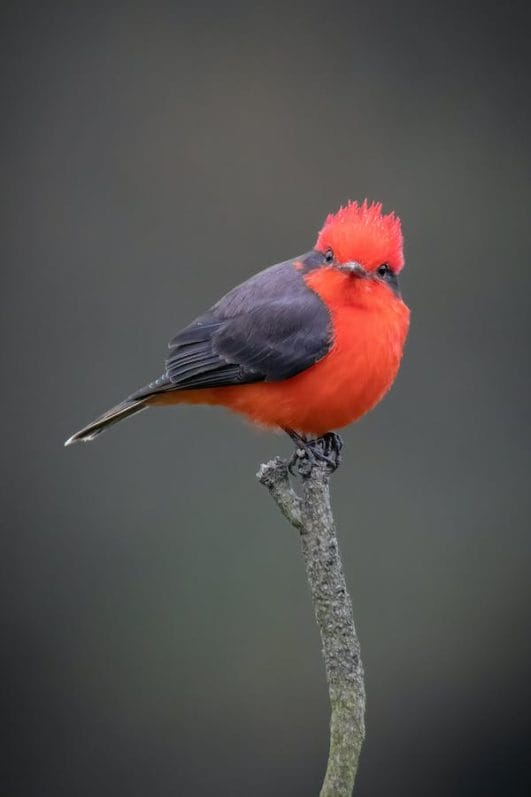 Feathered Beauties: Best 5 Red Birds to Keep as Pets