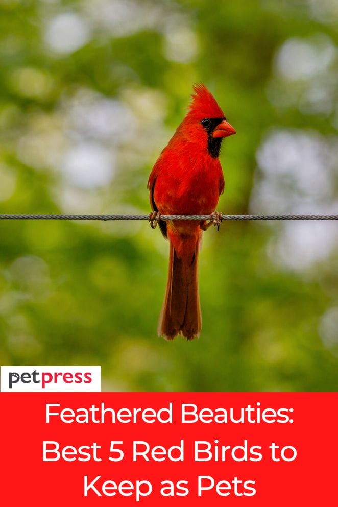 Feathered Beauties: Best 5 Red Birds to Keep as Pets