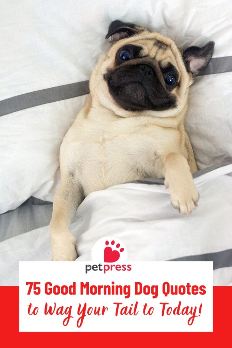 75 Good Morning Dog Quotes to Wag Your Tail to Today! - PetPress